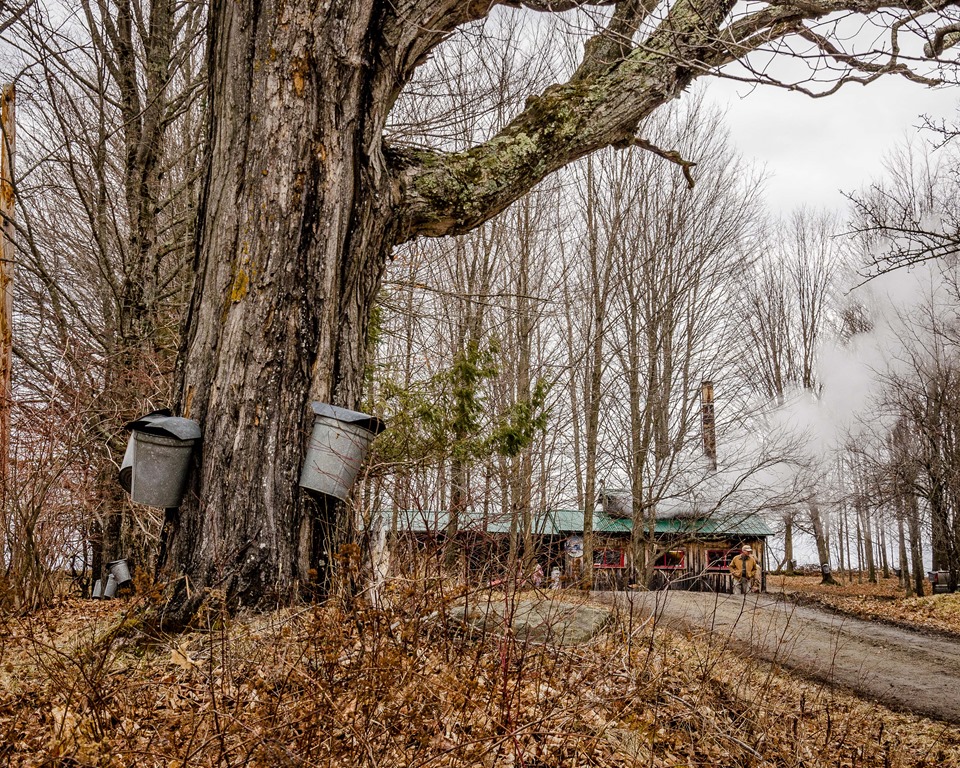 Vermont Maple Weekend: Lunenburg Maple Festival – HodgePodge Maple